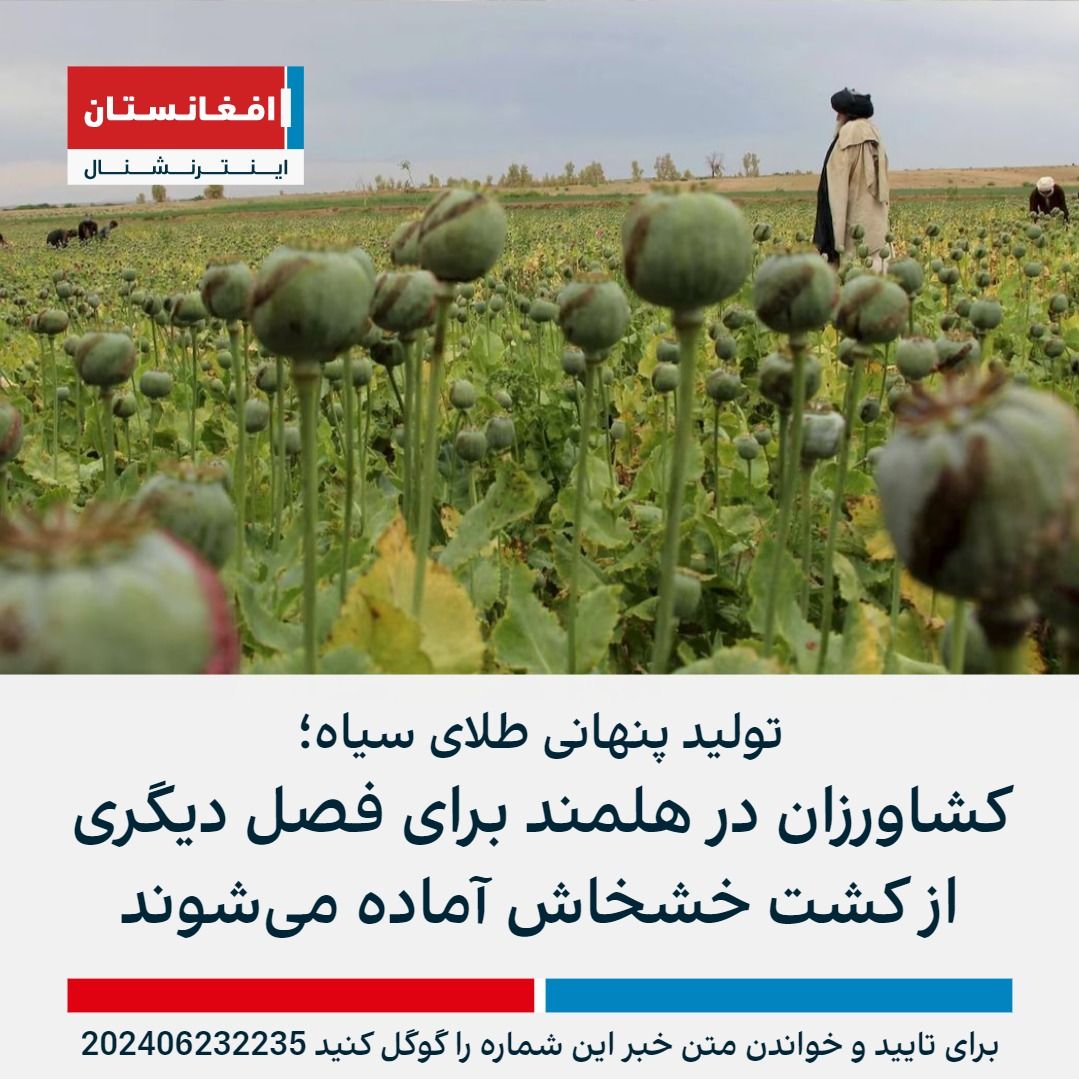 تولید پنهانی طلای سیاه؛ کشاورزان در هلمند برای فصل دیگری از کشت خشخاش آماده می‌شوند افغانستان