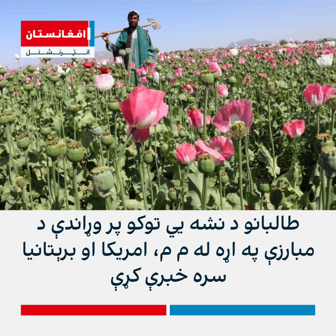 طالبانو د نشه يي توکو پر وړاندې د مبارزې په اړه له م م، امريکا او