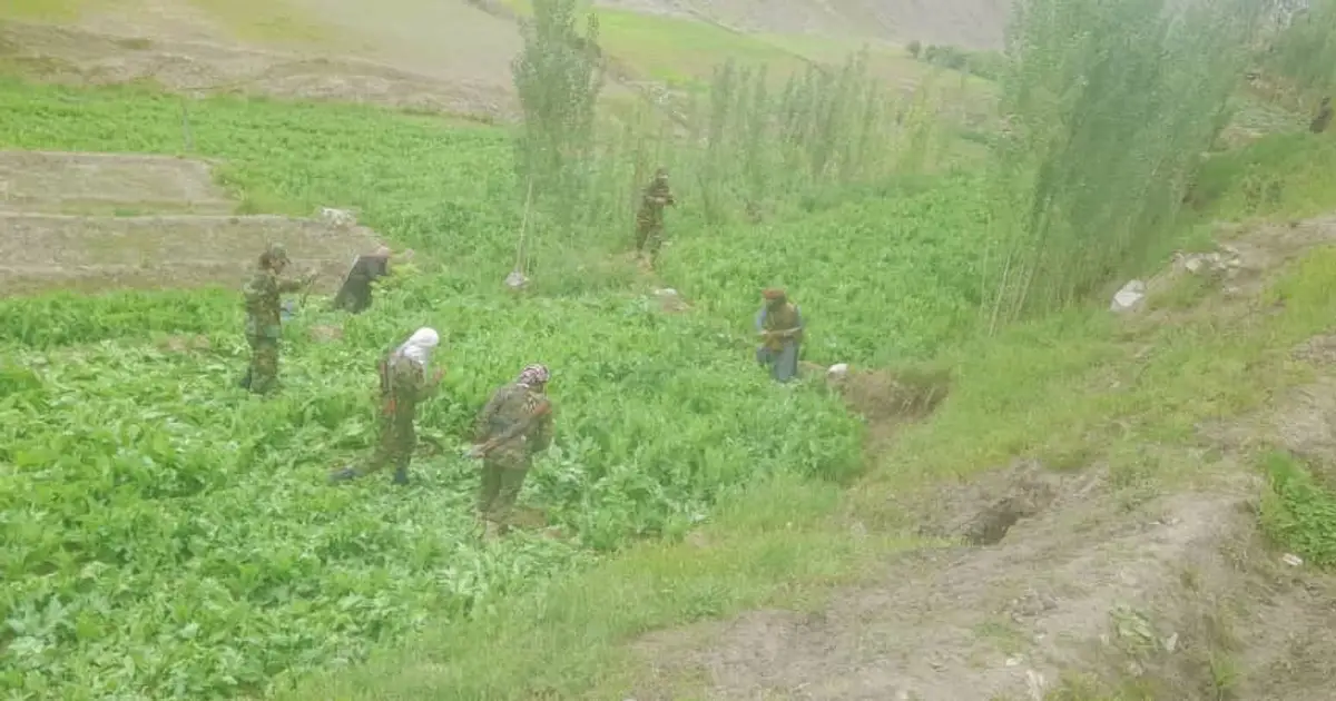 طالبان په بدخشان کې څه باندې ۲۵۰ جریبه ځمکه د کوکنارو له کښت څخه پاکه